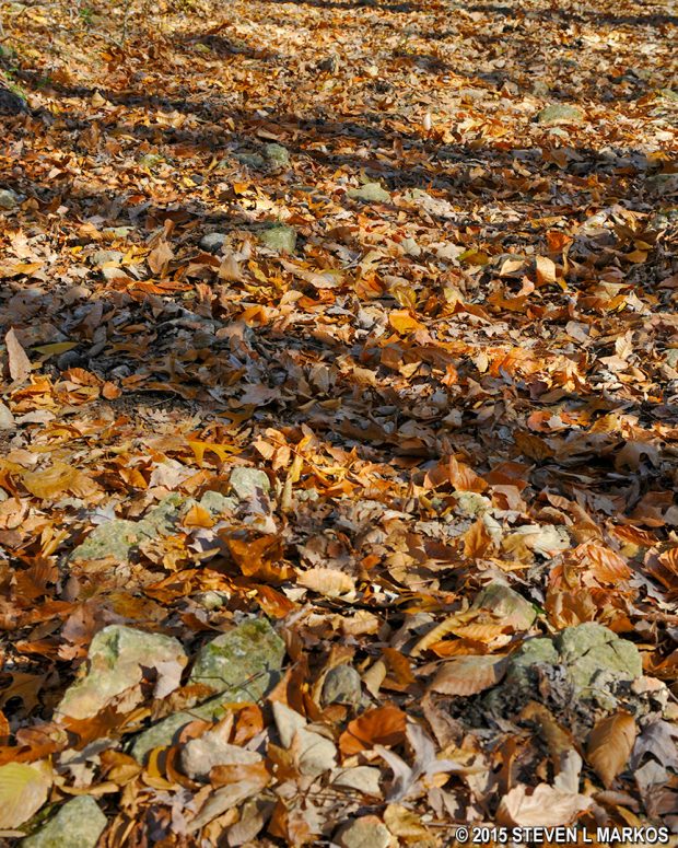 Natchez Trace National Scenic Trail | HIGHLAND RIM SEGMENT