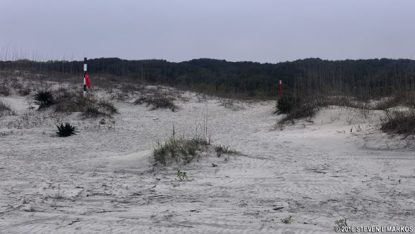Cumberland Island National Seashore | STAFFORD BEACH