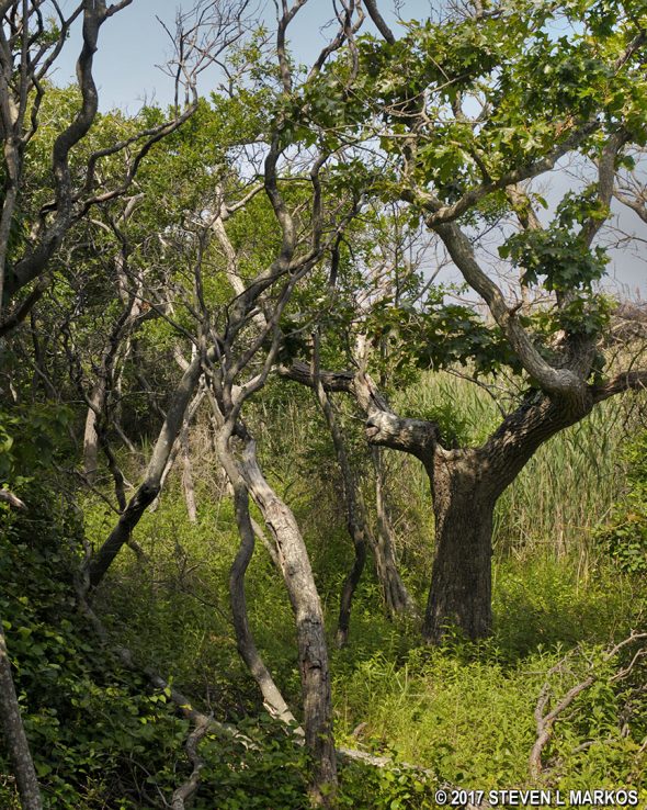 Fire Island National Seashore | SUNKEN FOREST NATURE TRAIL