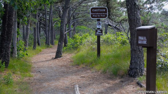 Cape Cod National Seashore | ATLANTIC WHITE CEDAR SWAMP TRAIL