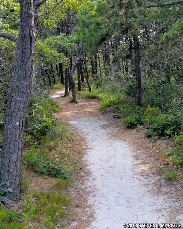 Cape Cod National Seashore | ATLANTIC WHITE CEDAR SWAMP TRAIL