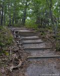 Cape Cod National Seashore | ATLANTIC WHITE CEDAR SWAMP TRAIL