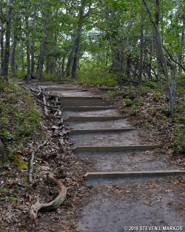 Cape Cod National Seashore | ATLANTIC WHITE CEDAR SWAMP TRAIL