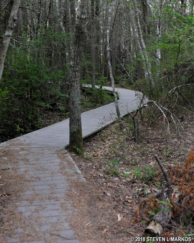 Cape Cod National Seashore | ATLANTIC WHITE CEDAR SWAMP TRAIL