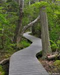 Cape Cod National Seashore | ATLANTIC WHITE CEDAR SWAMP TRAIL