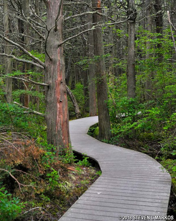 Cape Cod National Seashore | ATLANTIC WHITE CEDAR SWAMP TRAIL