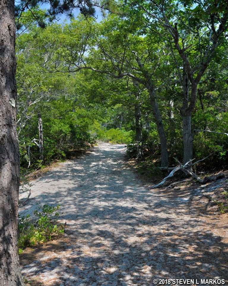 Cape Cod National Seashore | BEECH FOREST TRAIL