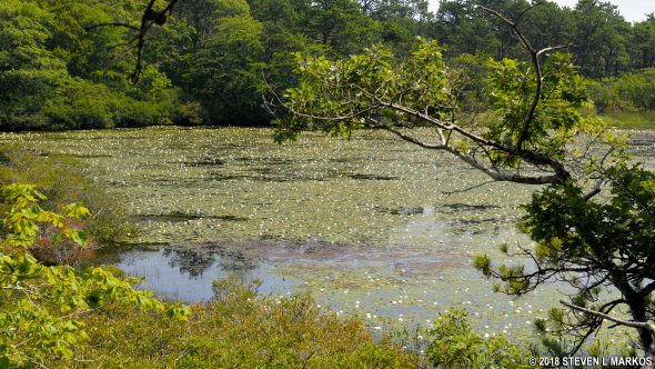 Cape Cod National Seashore | BEECH FOREST TRAIL