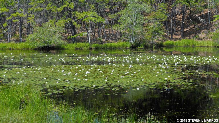 Cape Cod National Seashore | BEECH FOREST TRAIL