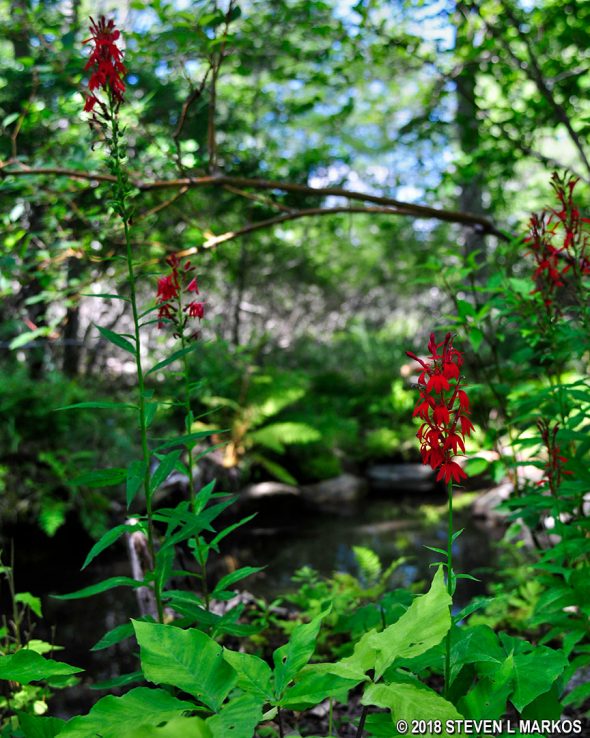 Acadia National Park | WILD GARDENS OF ACADIA