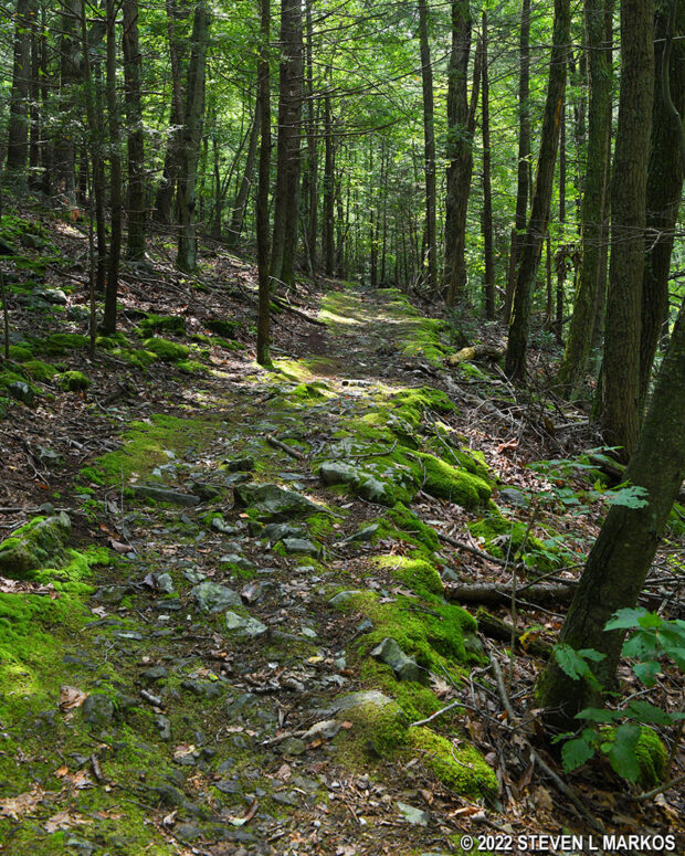 Catoctin Mountain Park | GATEWAY TRAIL LOOP HIKE